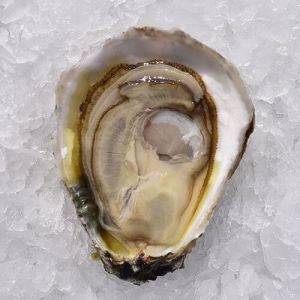 Copps Island Oysters - The Oyster Encyclopedia