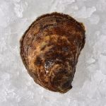 Copps Island Oysters - The Oyster Encyclopedia