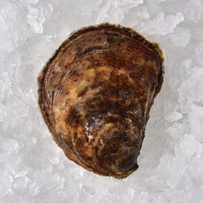 Copps Island Oysters - The Oyster Encyclopedia