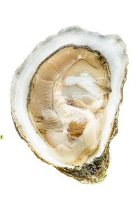 Flying Point Oysters - The Oyster Encyclopedia