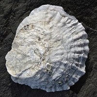 The 5 (Most Common) Oyster Species and - The Oyster Encyclopedia
