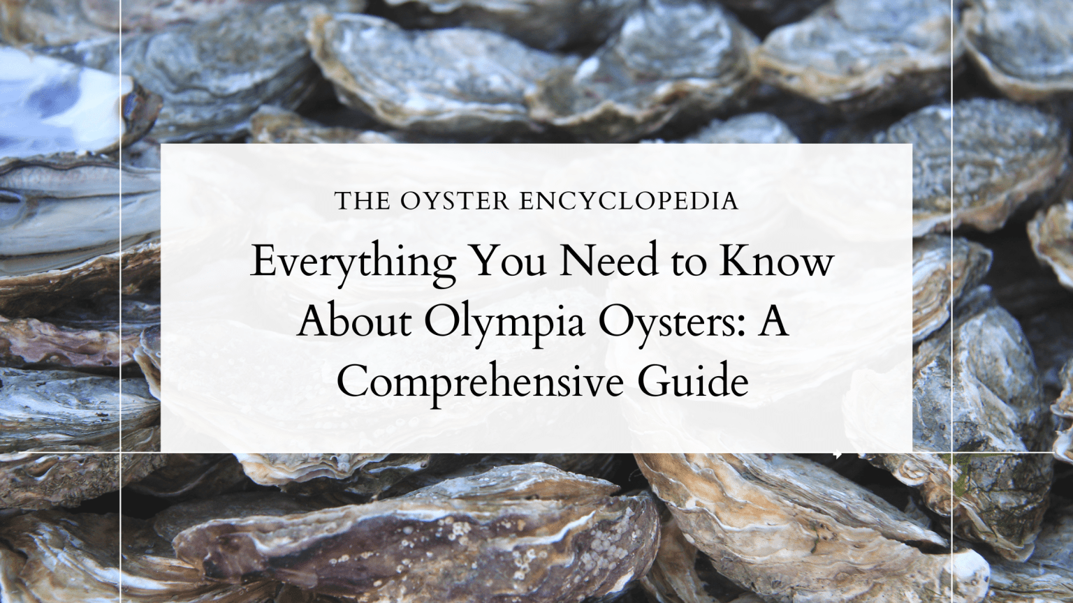 Olympia Oysters Ostrea Lurida Exploring The Treasures Of The Pacific