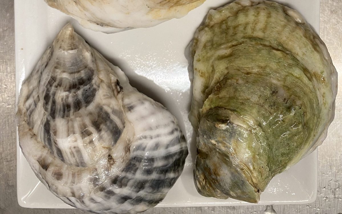 Moonstone Oysters - The Oyster Encyclopedia