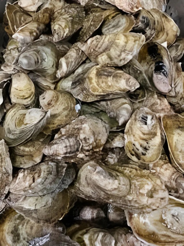 Truro Pearl Oysters - The Oyster Encyclopedia