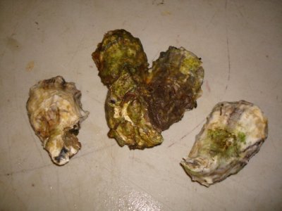 Pearl Point Oysters: Oysters from Netarts Bay - The Oyster Encyclopedia
