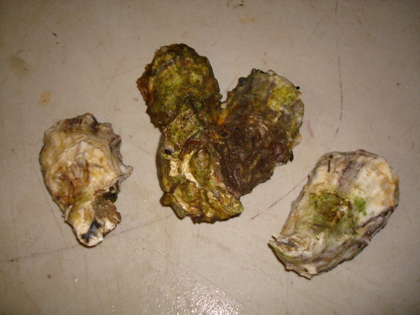 Pearl Point Oysters - The Oyster Encyclopedia