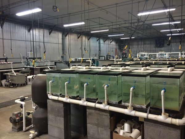 Innovative Fish Breeding System: Japan Pushes Aquaculture Farther - The ...