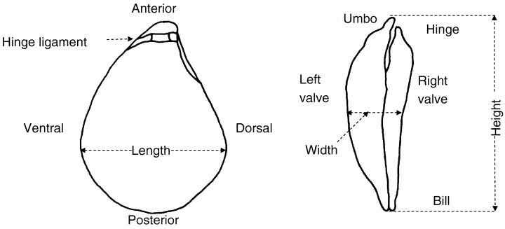 Oyster Anatomy: A Comprehensive Guide - The Oyster Encyclopedia