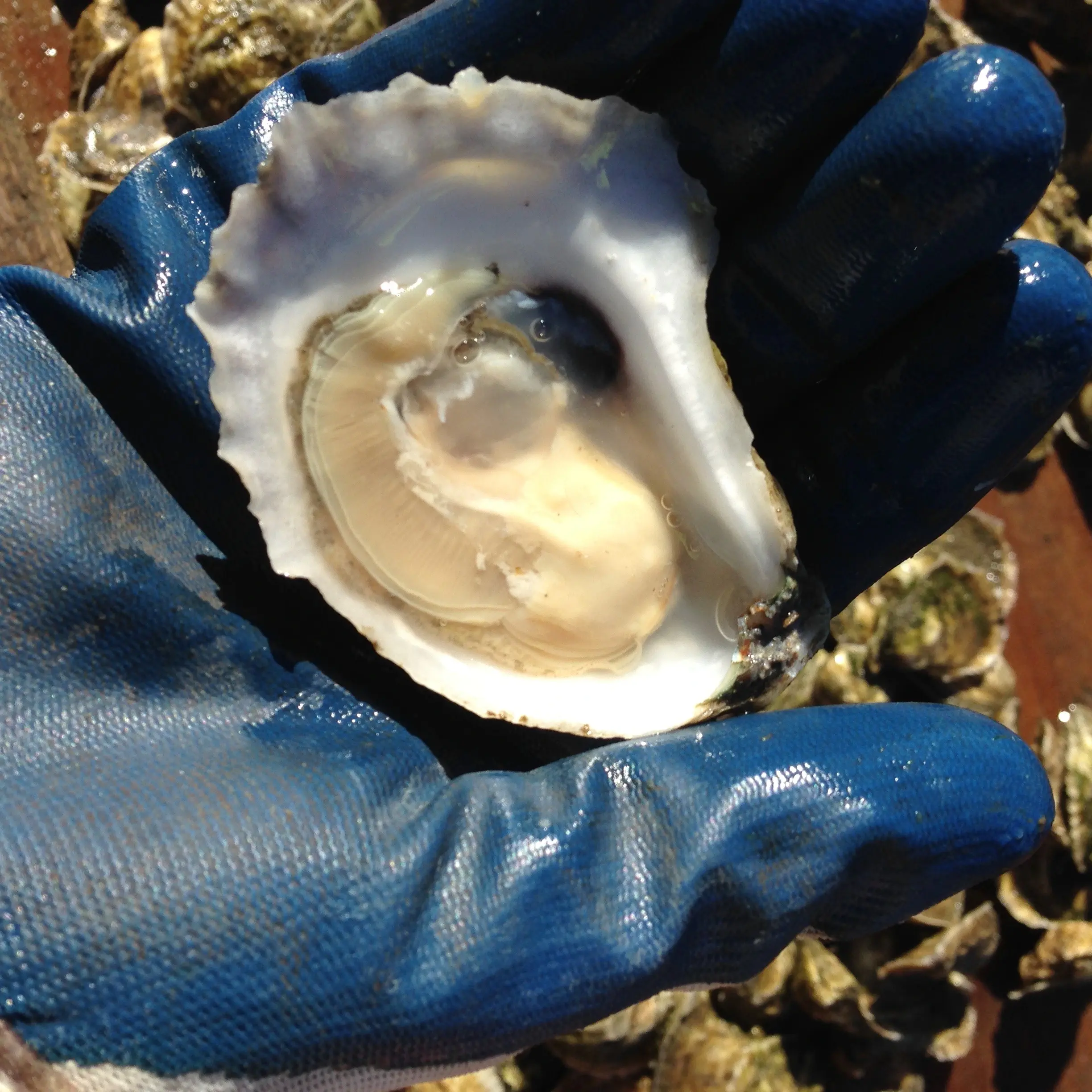 Perky Sea Cup Oysters - The Oyster Encyclopedia
