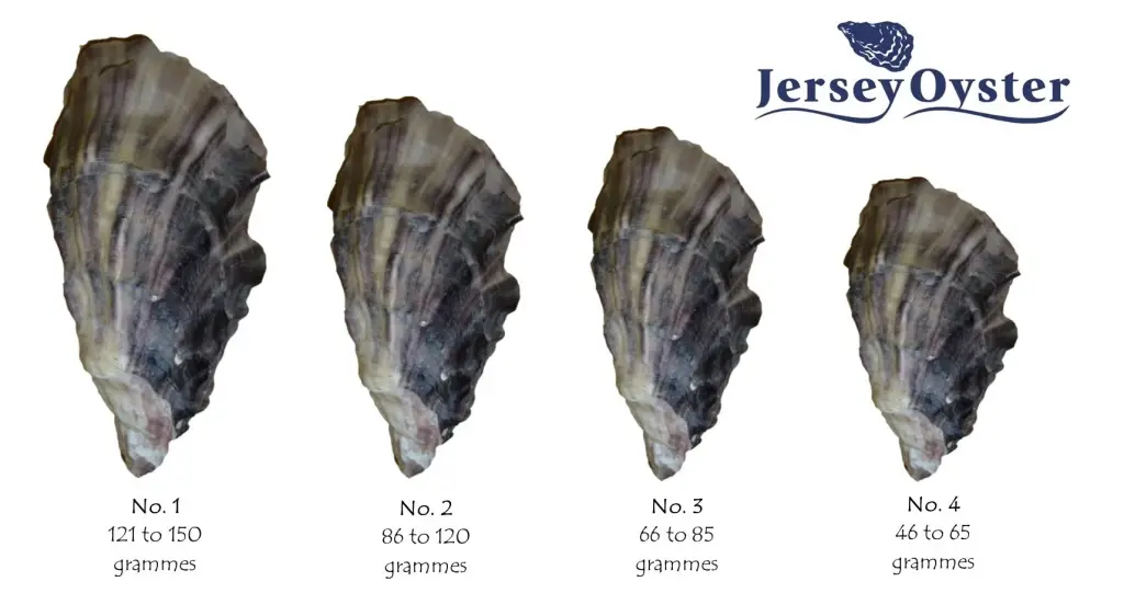 Jersey Oysters - The Oyster Encyclopedia