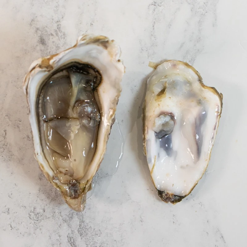 Maldon Oysters - The Oyster Encyclopedia