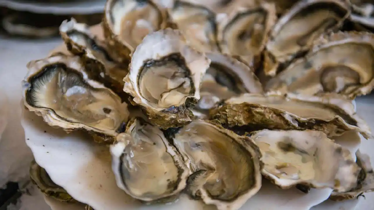 Raspberry Point Oysters - The Oyster Encyclopedia