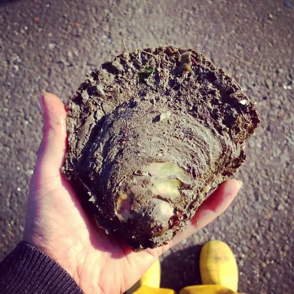 Fal Native Oysters - The Oyster Encyclopedia