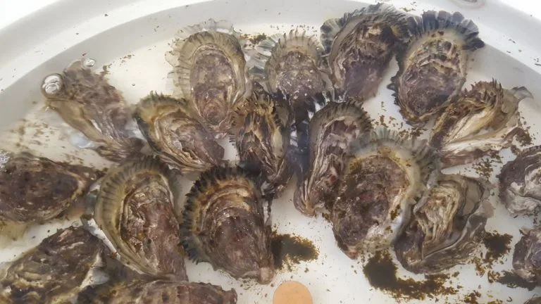 Duxbury Standard Oysters - The Oyster Encyclopedia