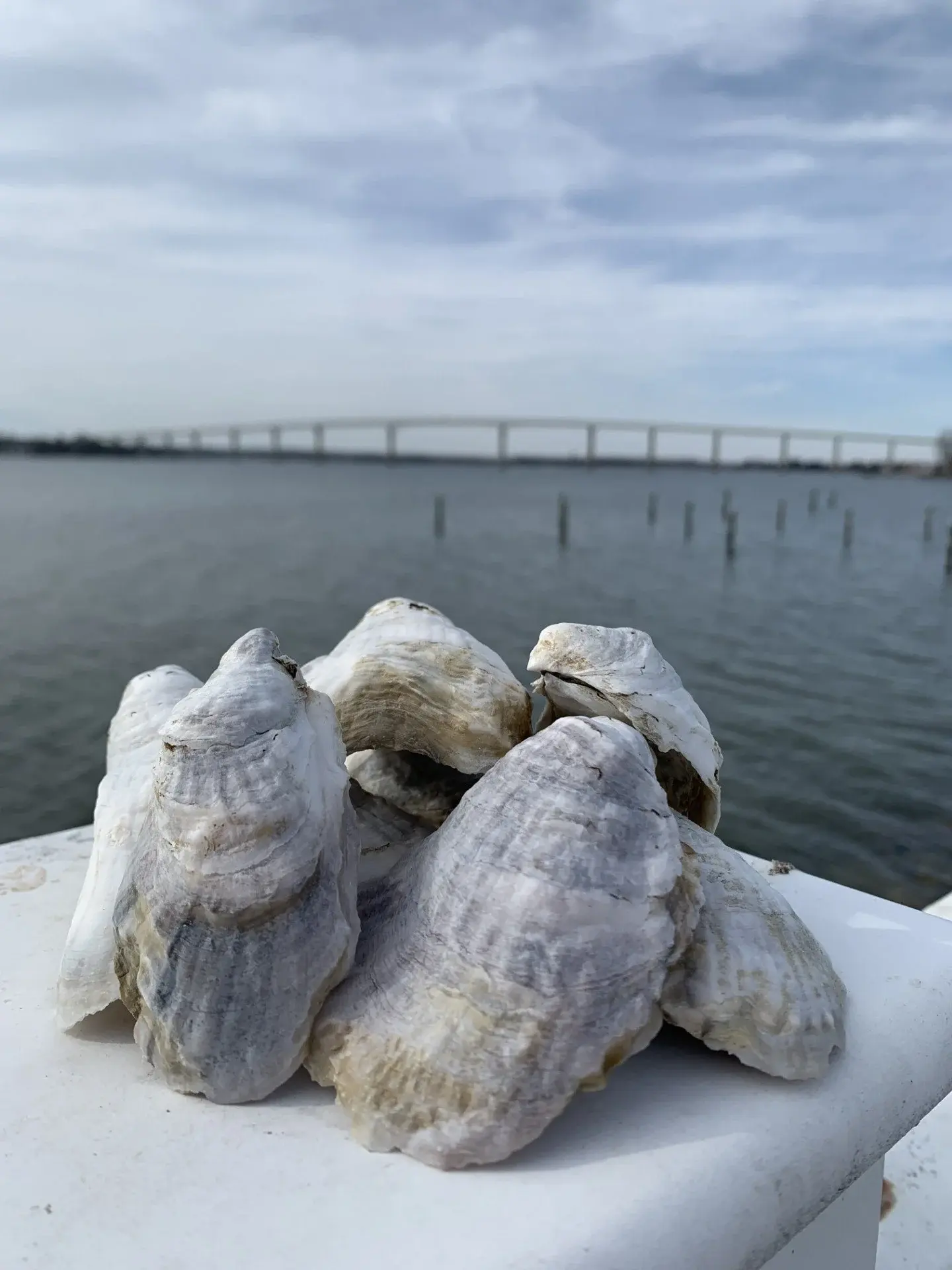 Pink Moon Oysters - The Oyster Encyclopedia