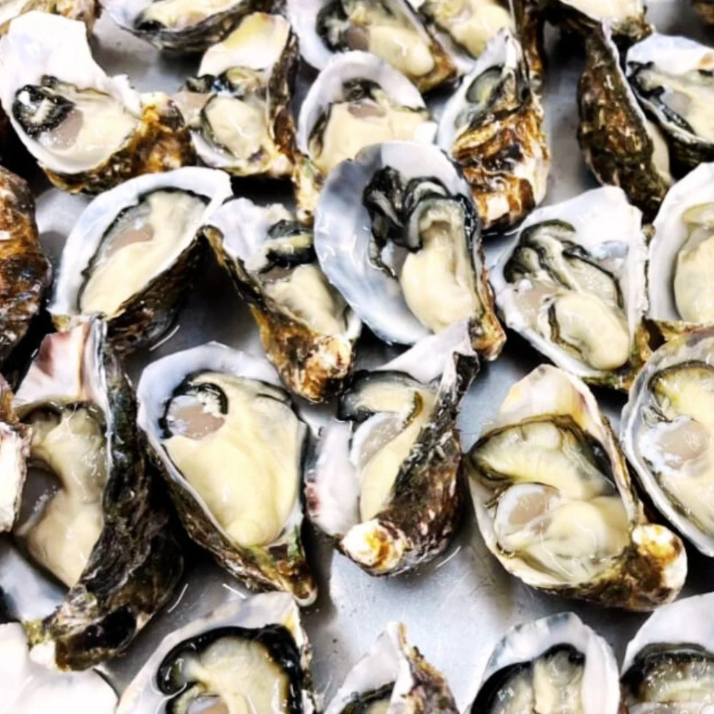 Pure Claire Oysters - The Oyster Encyclopedia